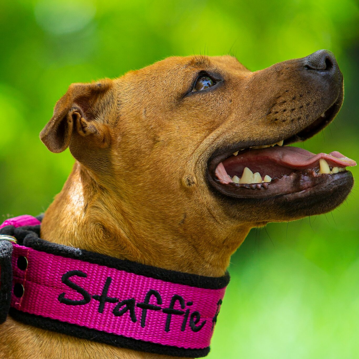 Les adoptés Staffie Rescue - Staffie Rescue France